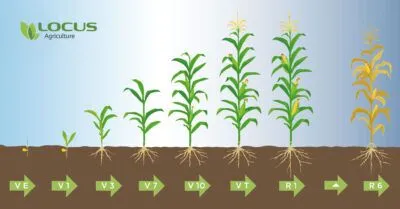 corn growing process