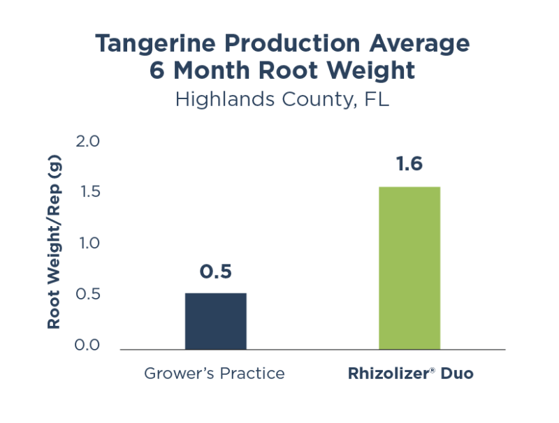 Florida Growers Found The Secret To Tangerine Tree Vigor - Locus AG