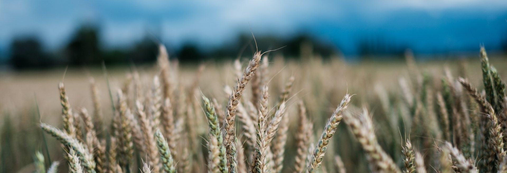 Row Crop Biologicals - Locus AG