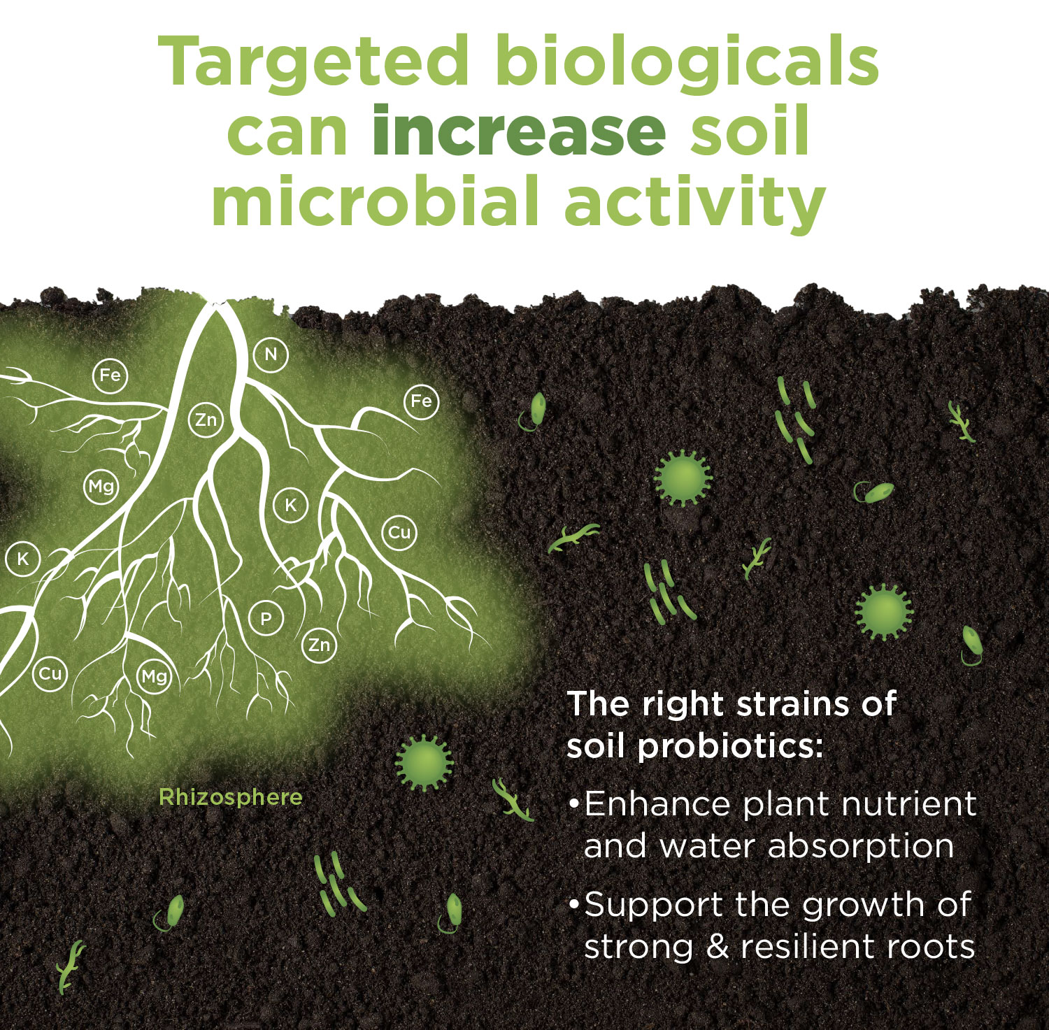 What are Soil Microbes? And Why Do They Matter in Agriculture? - Locus AG